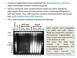 Role of SeqA in replication and chromosomal damage | PPT