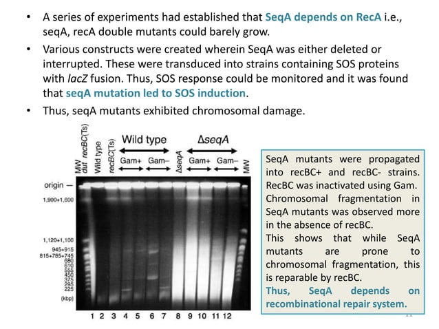 Role of SeqA in replication and chromosomal damage | PPT