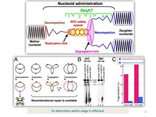 Role of SeqA in replication and chromosomal damage | PPT