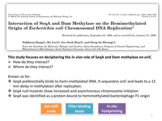 Role of SeqA in replication and chromosomal damage | PPT