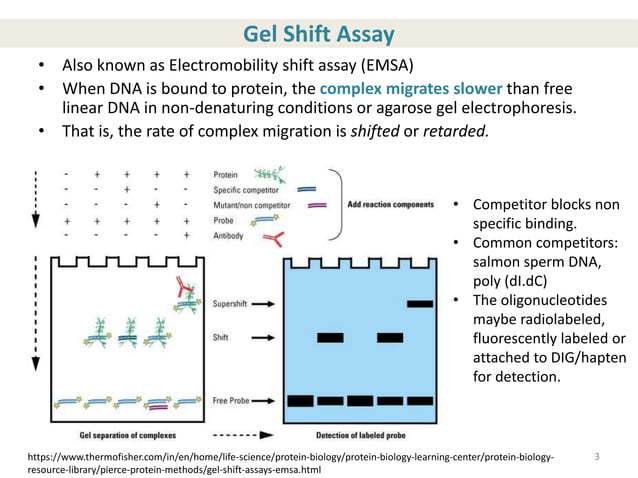 Role of SeqA in replication and chromosomal damage | PPT