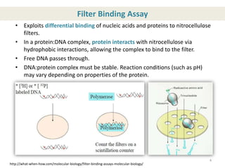 Role of SeqA in replication and chromosomal damage | PPT