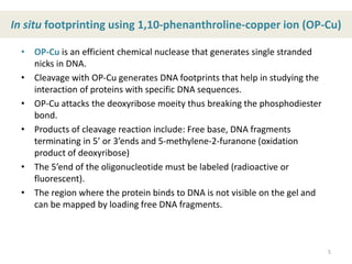 Role of SeqA in replication and chromosomal damage | PPT