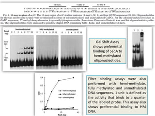Role of SeqA in replication and chromosomal damage | PPT
