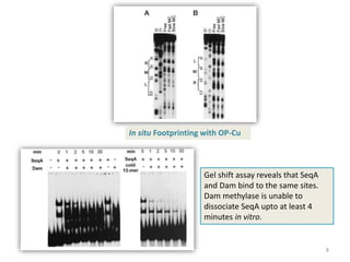 Role of SeqA in replication and chromosomal damage | PPT