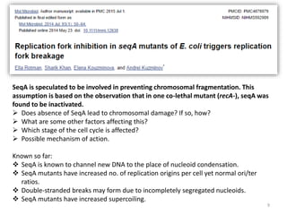 Role of SeqA in replication and chromosomal damage | PPT