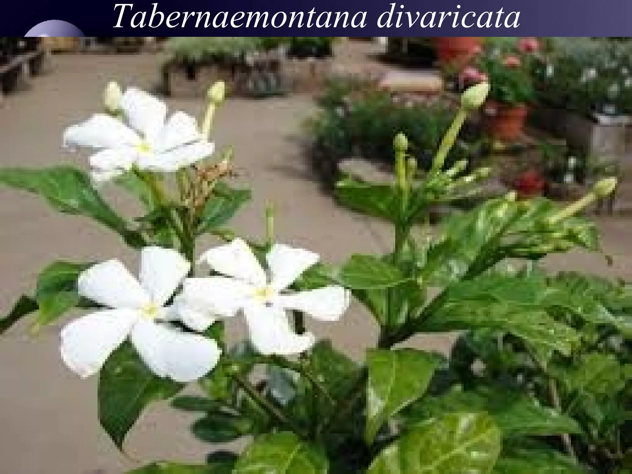 Role of shrubs in landscaping | PPT