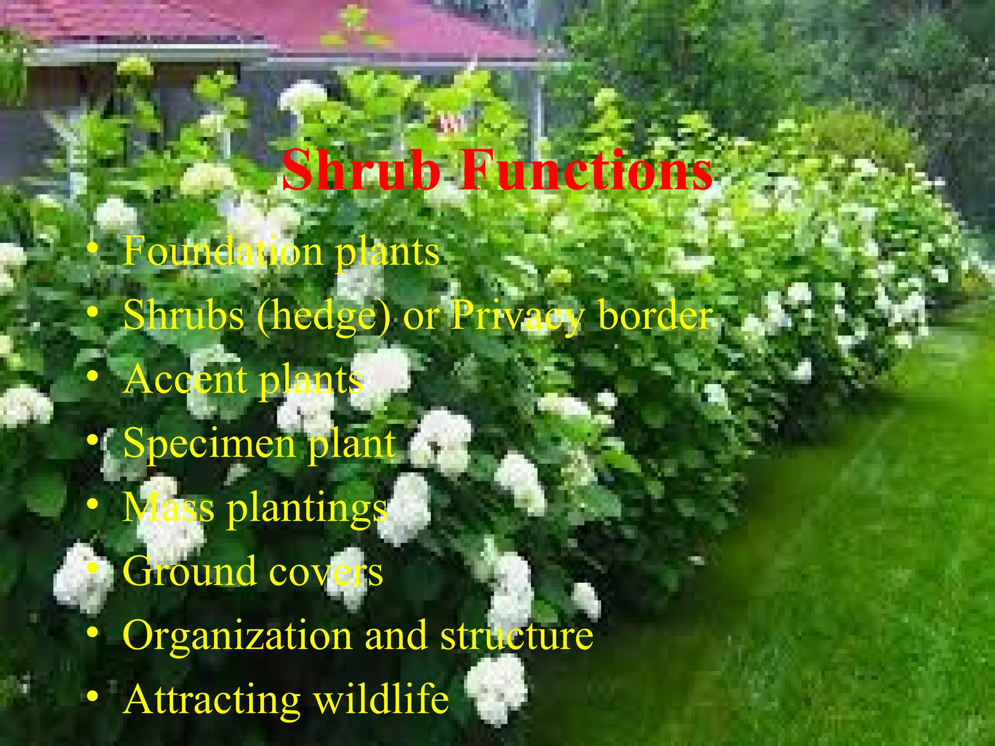 Role of shrubs in landscaping | PPT
