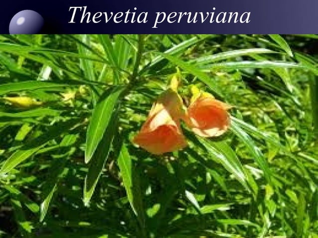 Role of shrubs in landscaping | PPT