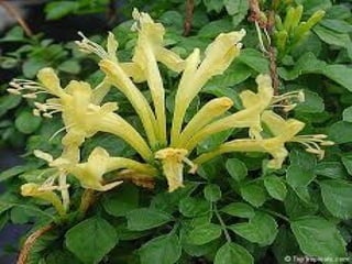 Role of shrubs in landscaping | PPT