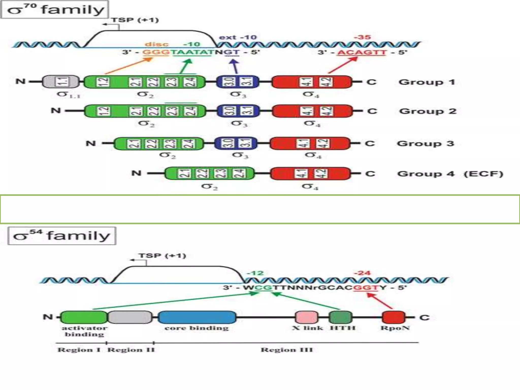 Role Of Sigma Factor Pptx