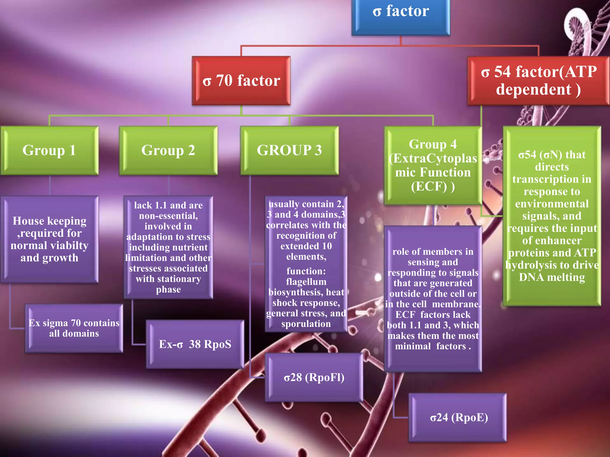 role of sigma factor.pptx