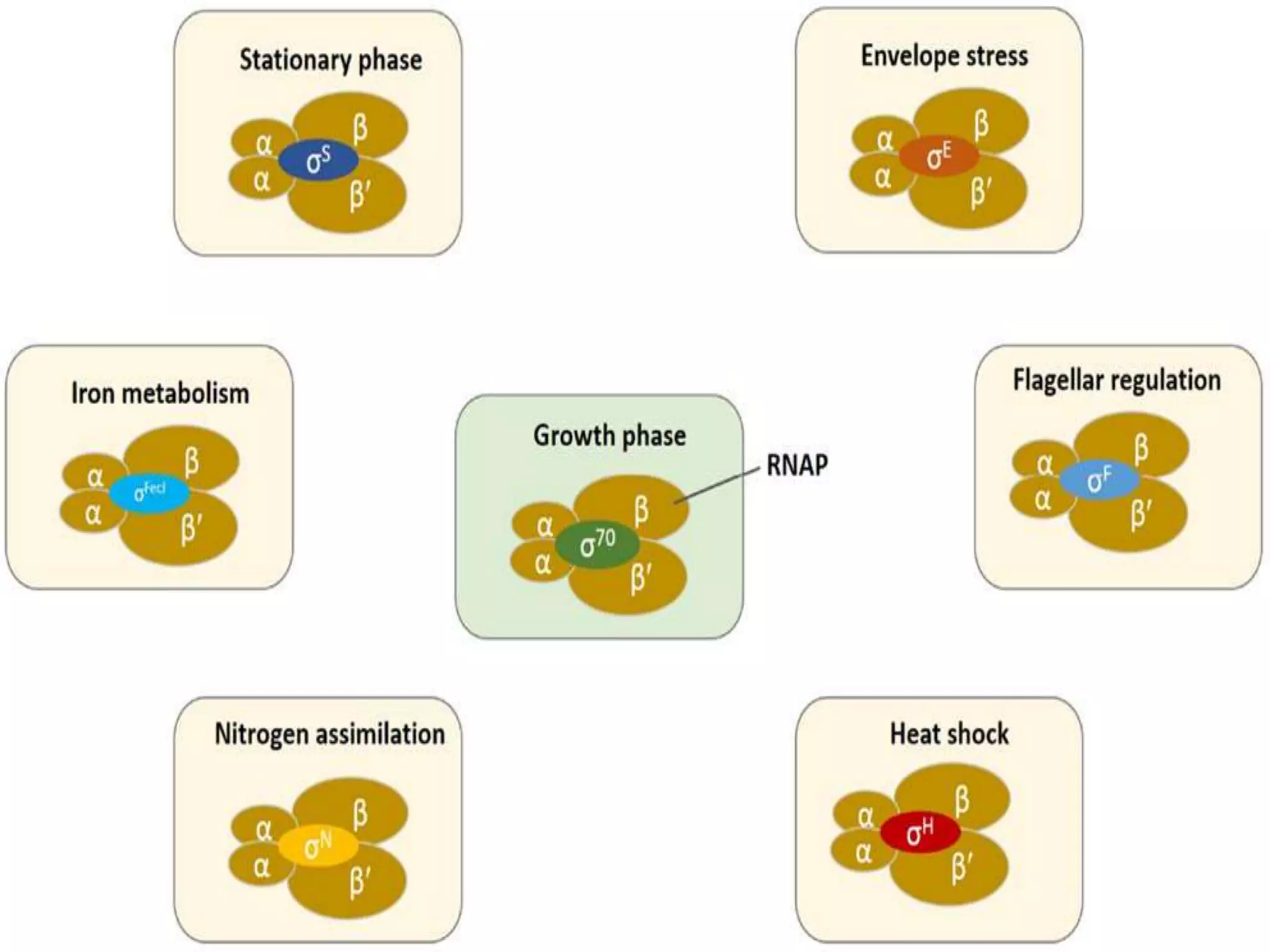 role of sigma factor.pptx