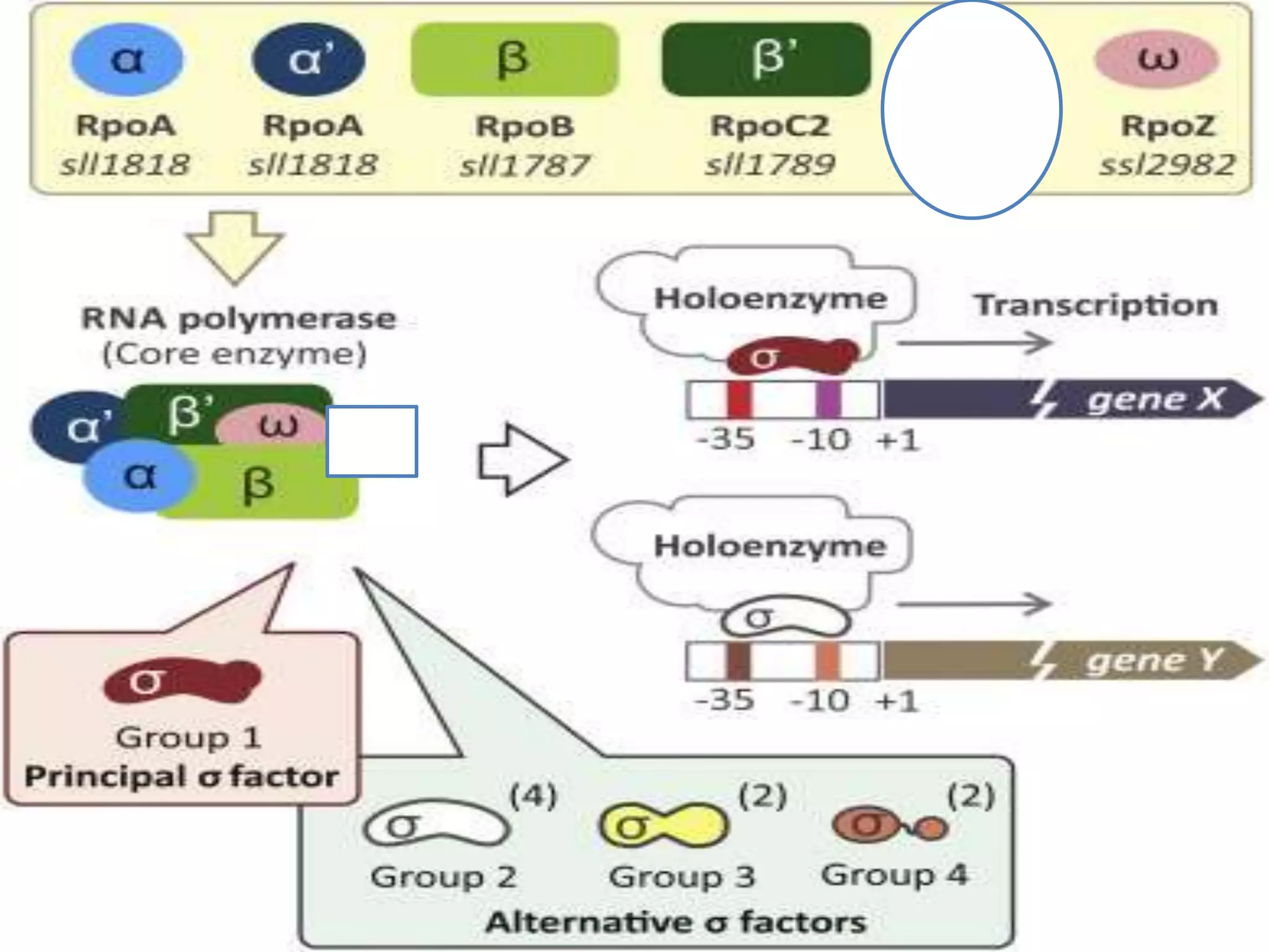 role of sigma factor.pptx