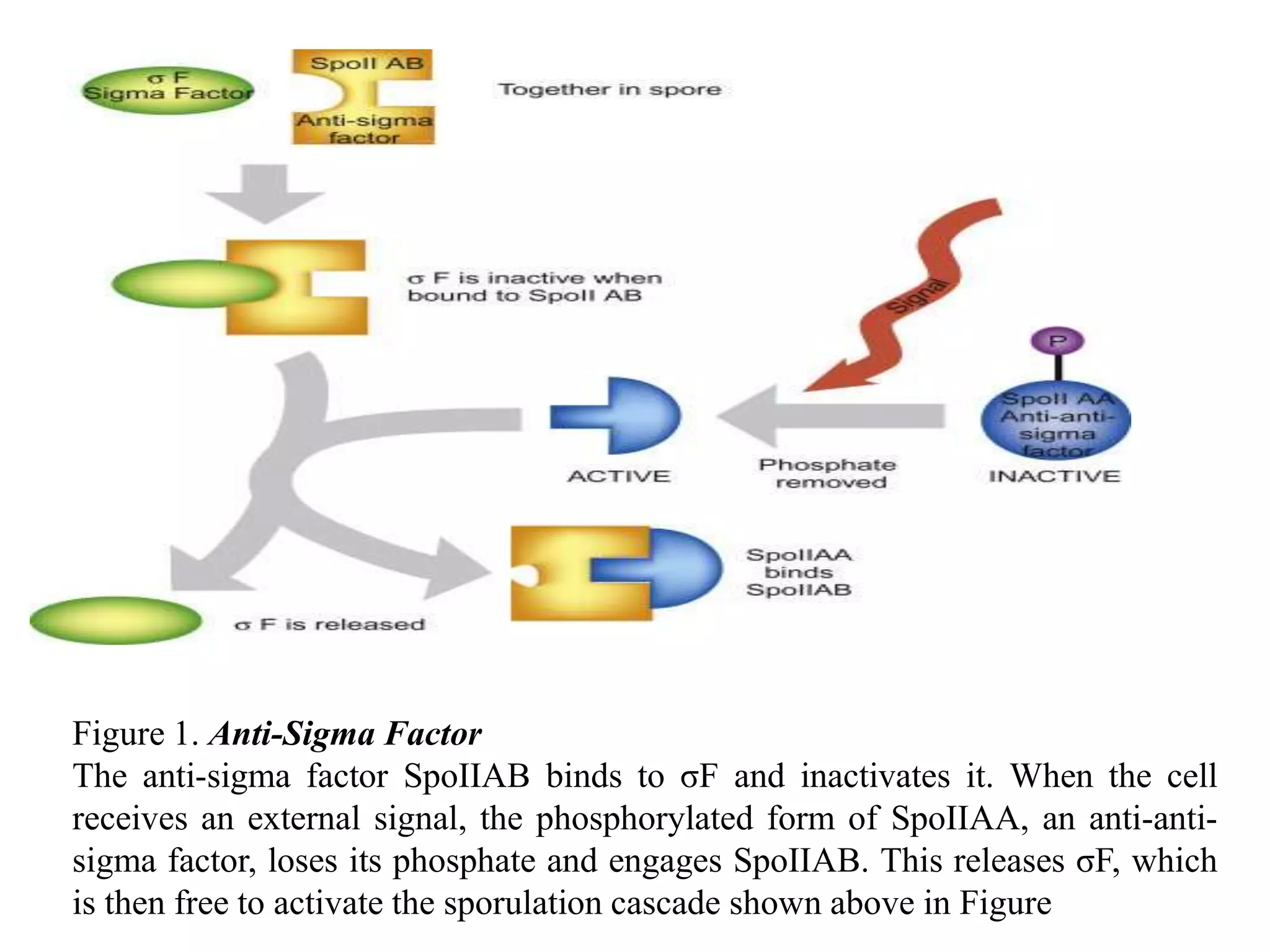 role of sigma factor.pptx