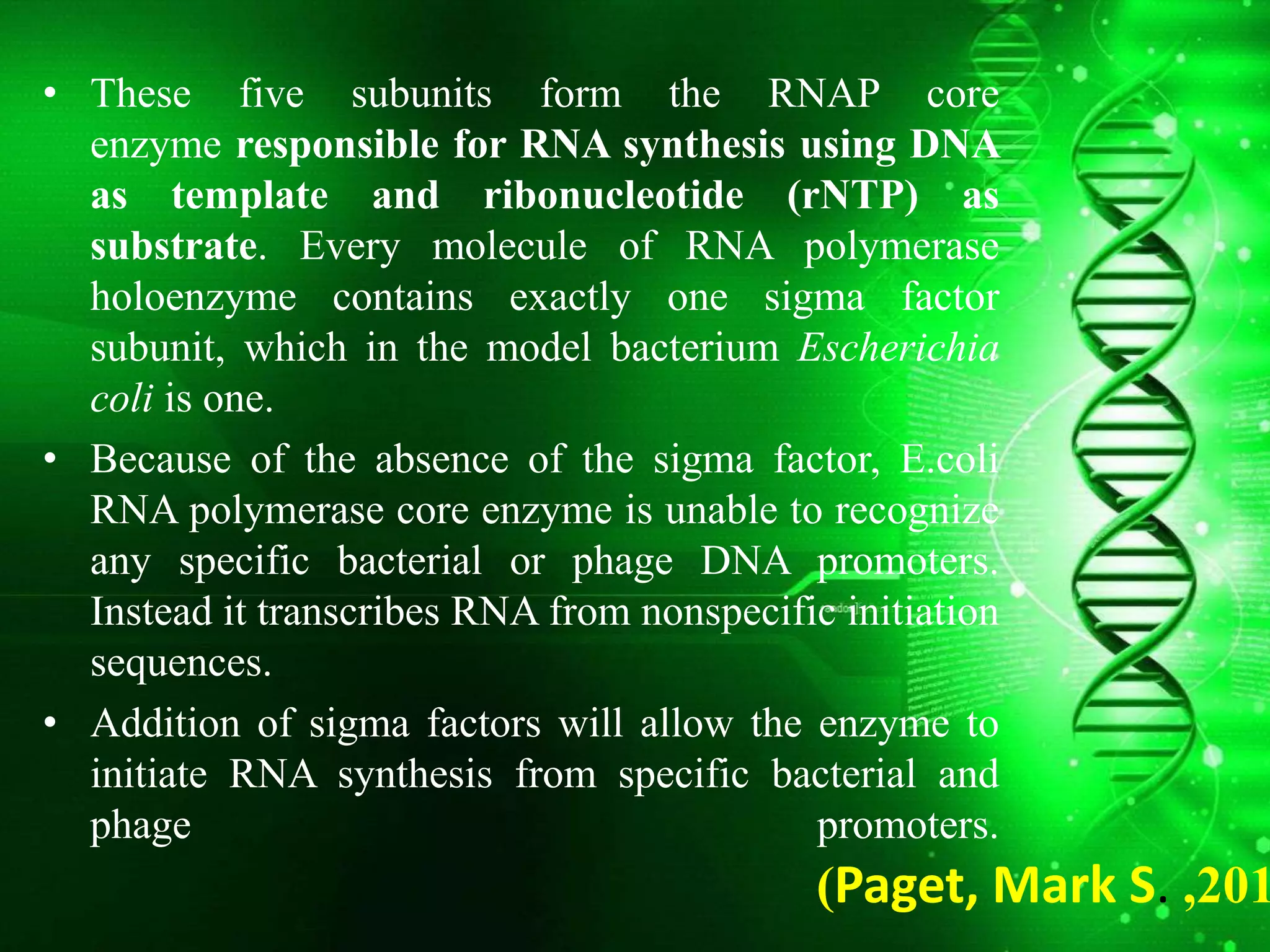 Role Of Sigma Factor Pptx