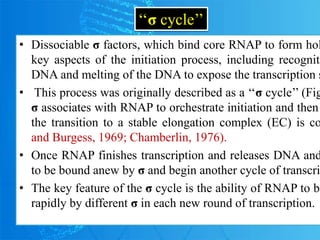 role of sigma factor.pptx