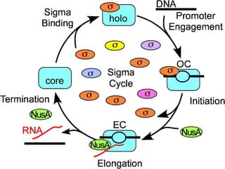 role of sigma factor.pptx