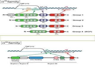 role of sigma factor.pptx