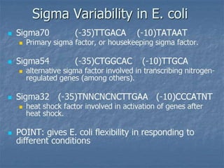 role of sigma factor.pptx