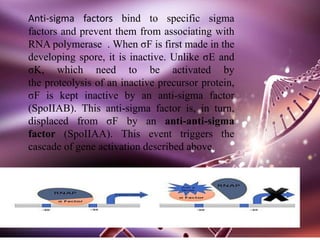 role of sigma factor.pptx