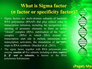 role of sigma factor.pptx