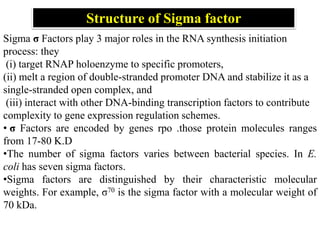 role of sigma factor.pptx
