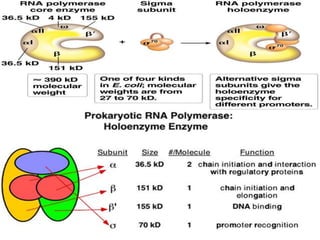 role of sigma factor.pptx