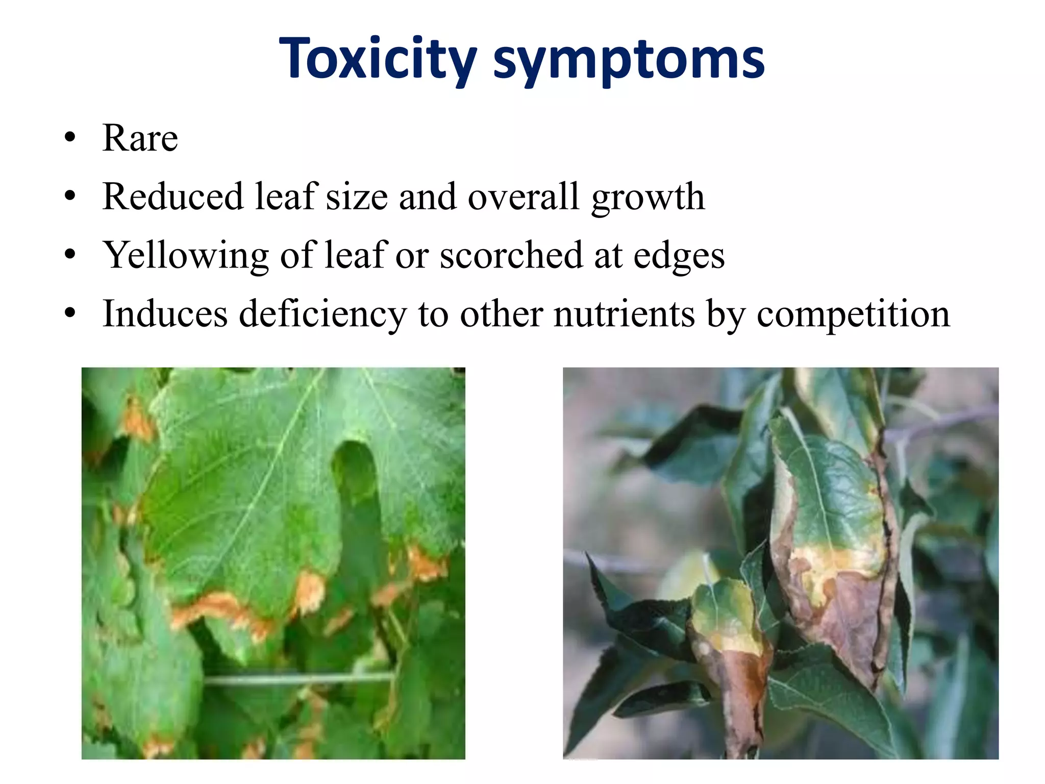 Role of Sulfur in plants | PPTX