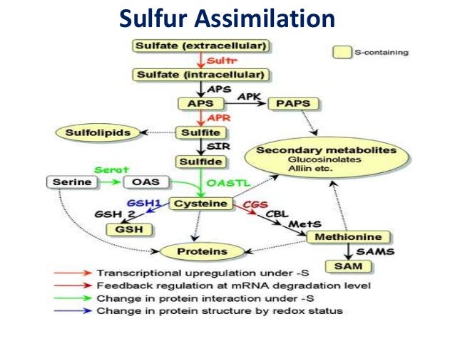 Role of Sulfur in plants