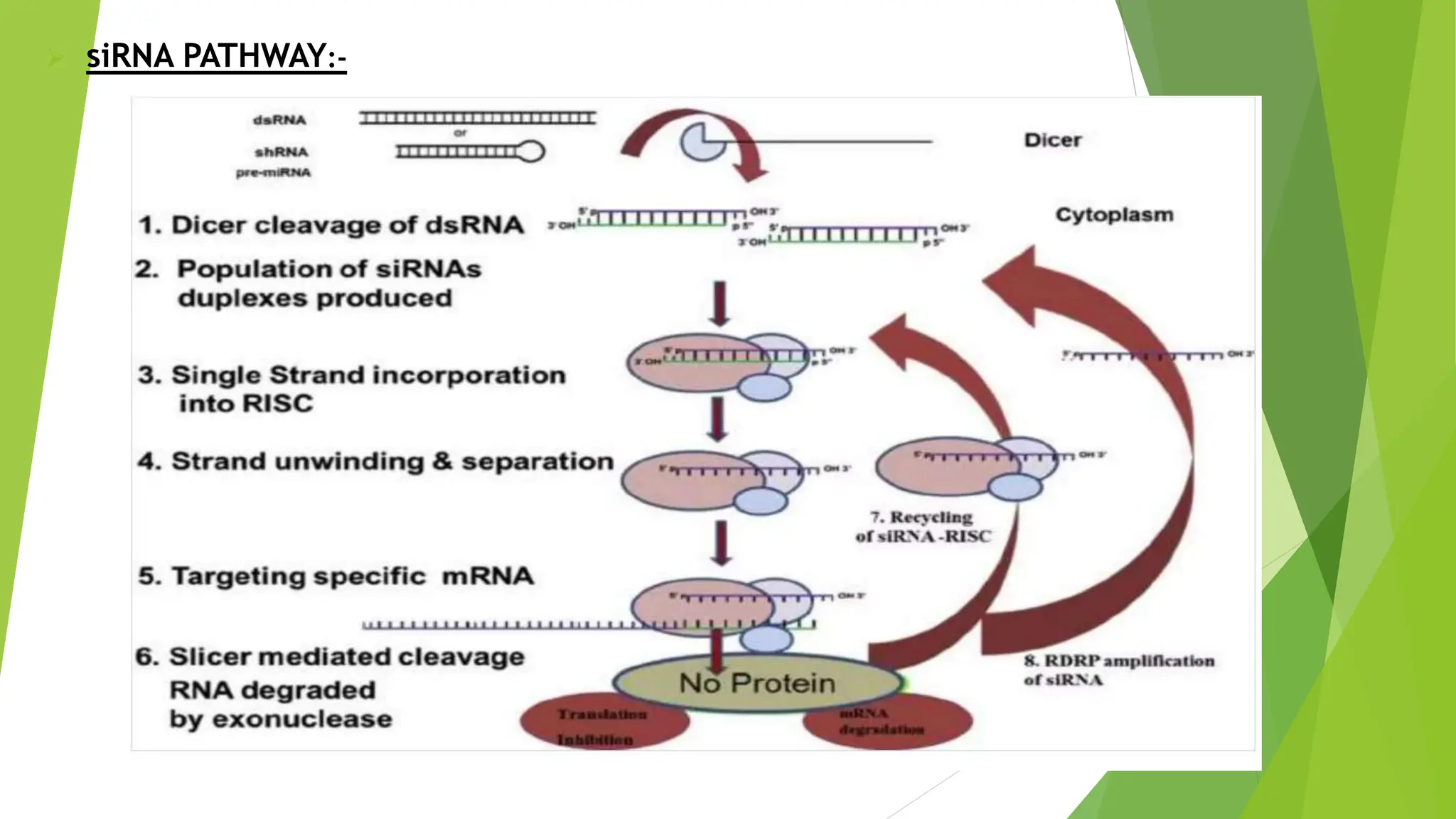 ROLE OF siRNA IN MODERN DRUG DISCOVERY PROCESS (3).pptx