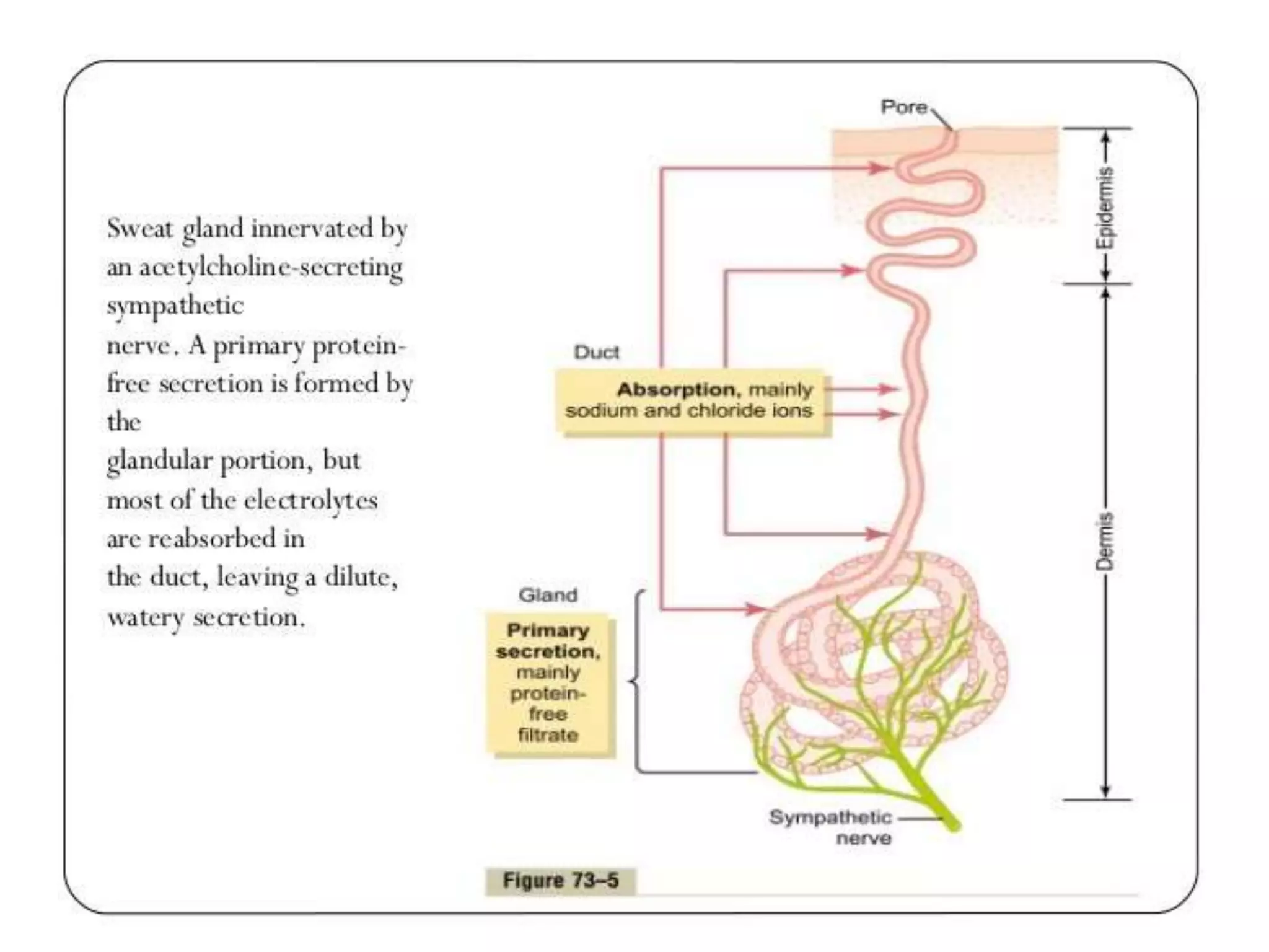 Role of skin in regulation of body temperature | PPTX