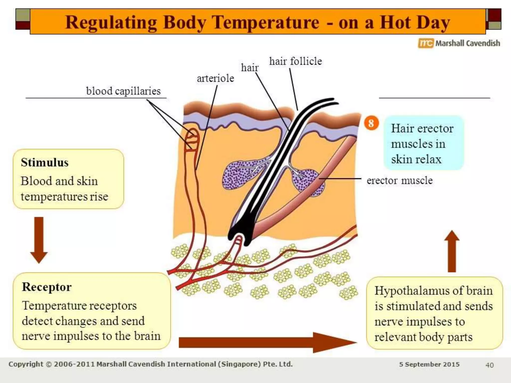 Role of skin in regulation of body temperature | PPTX