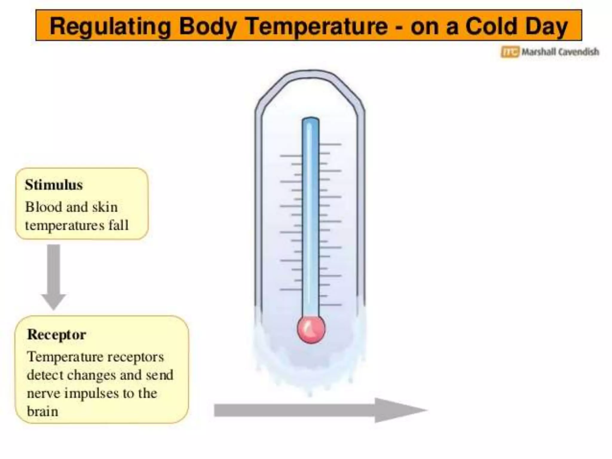 Role of skin in regulation of body temperature | PPTX