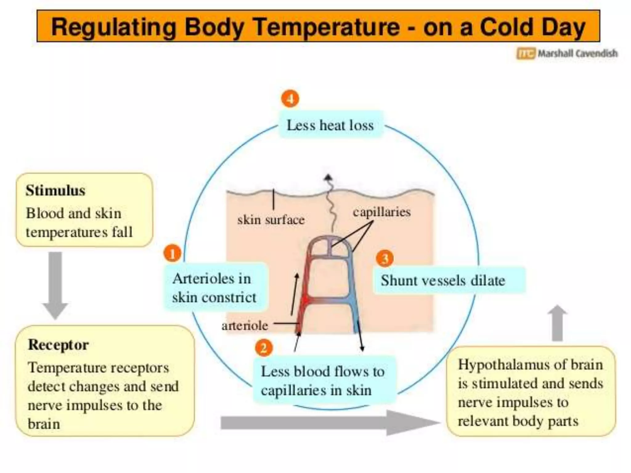 Role of skin in regulation of body temperature | PPTX