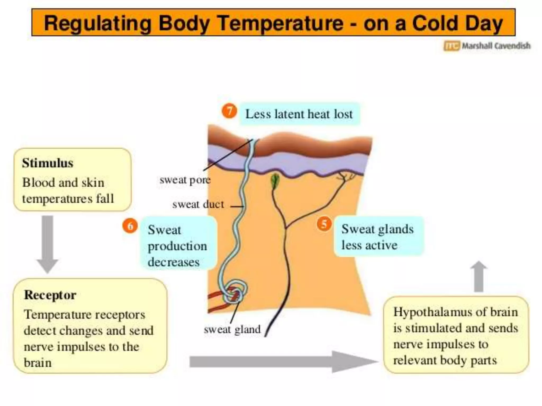 Role of skin in regulation of body temperature | PPTX