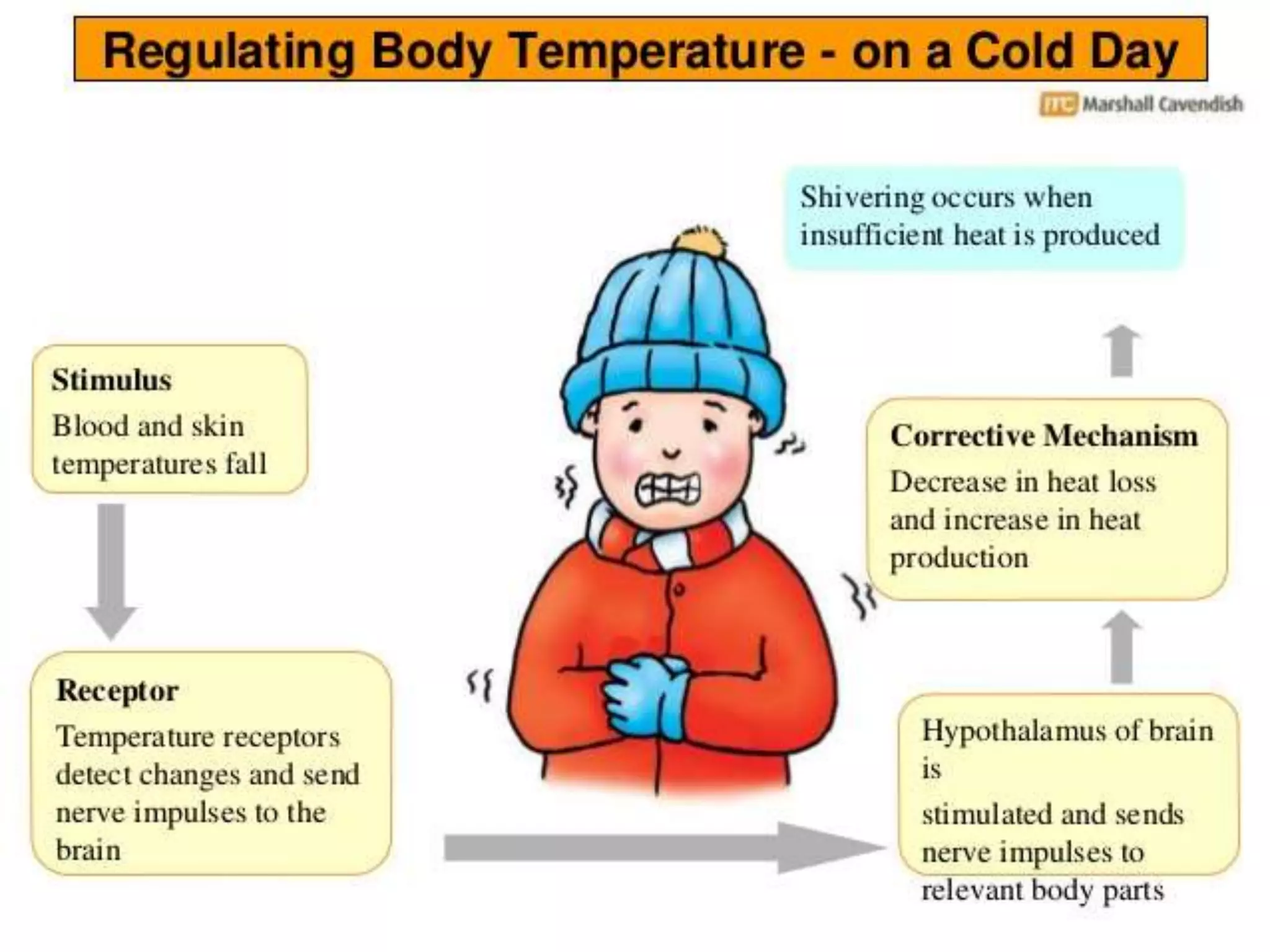 Role of skin in regulation of body temperature | PPTX