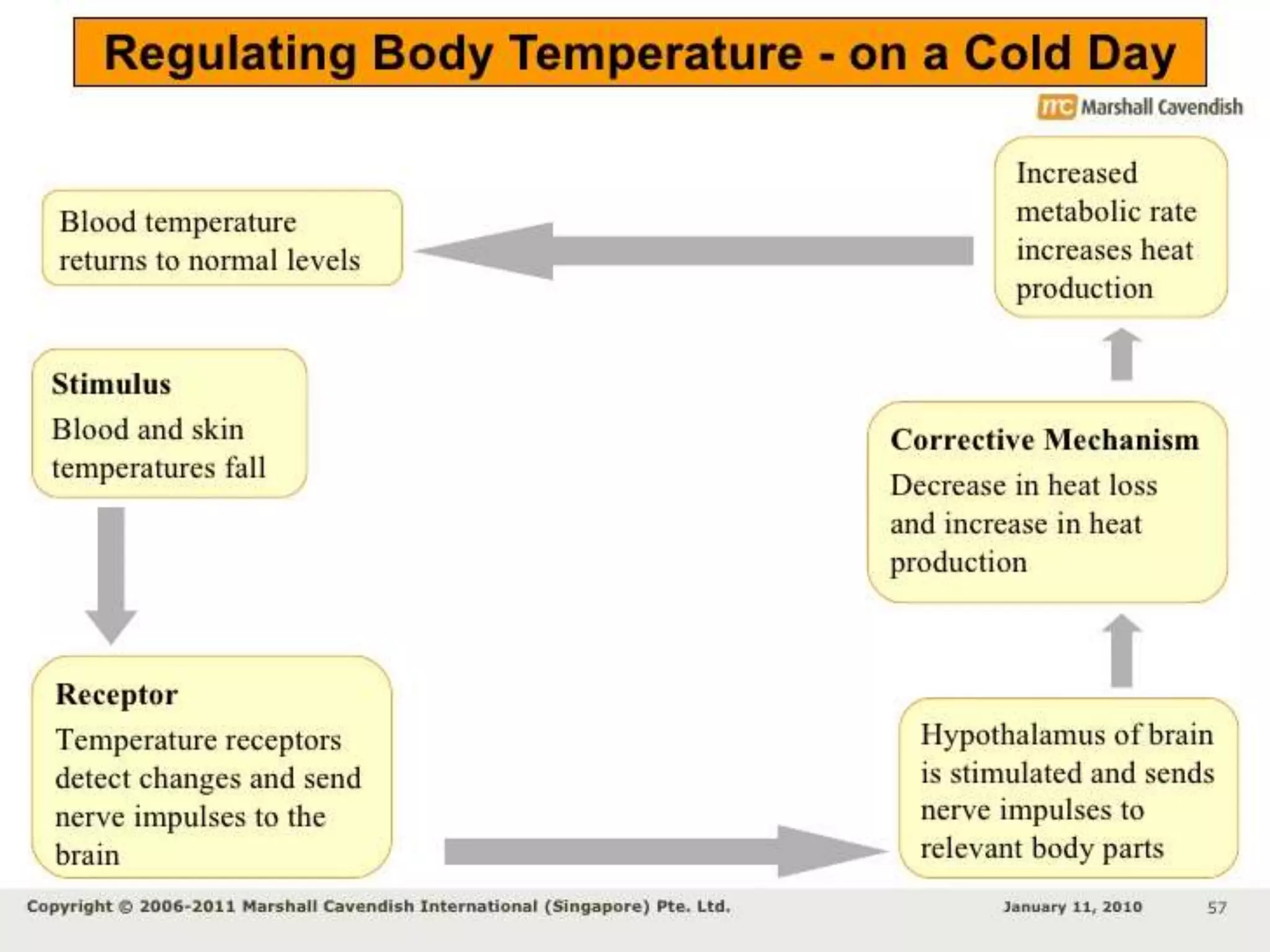 Role of skin in regulation of body temperature | PPTX