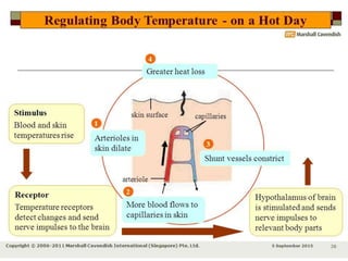 Role of skin in regulation of body temperature | PPTX