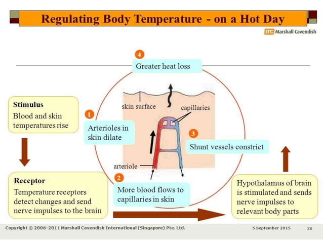 Role of skin in regulation of body temperature | PPTX
