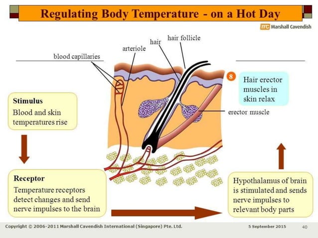 Role of skin in regulation of body temperature | PPTX