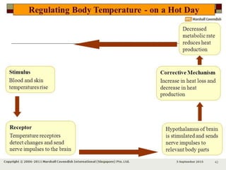 Role of skin in regulation of body temperature | PPTX