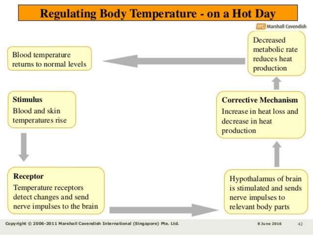 Role of skin in regulation of body temperature | PPTX