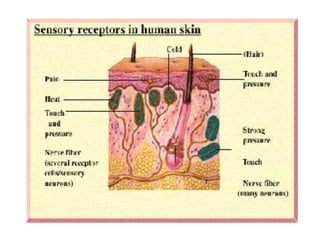 Role of skin in regulation of body temperature | PPTX