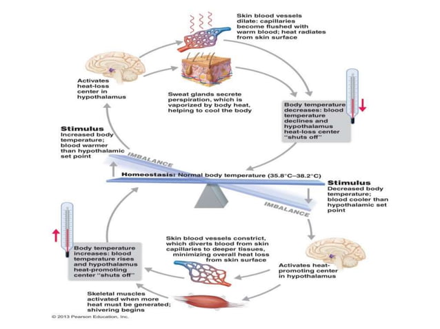 Role of skin in regulation of body temperature | PPTX