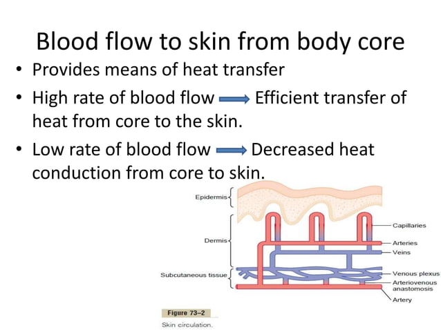 Role of skin in regulation of body temperature | PPTX