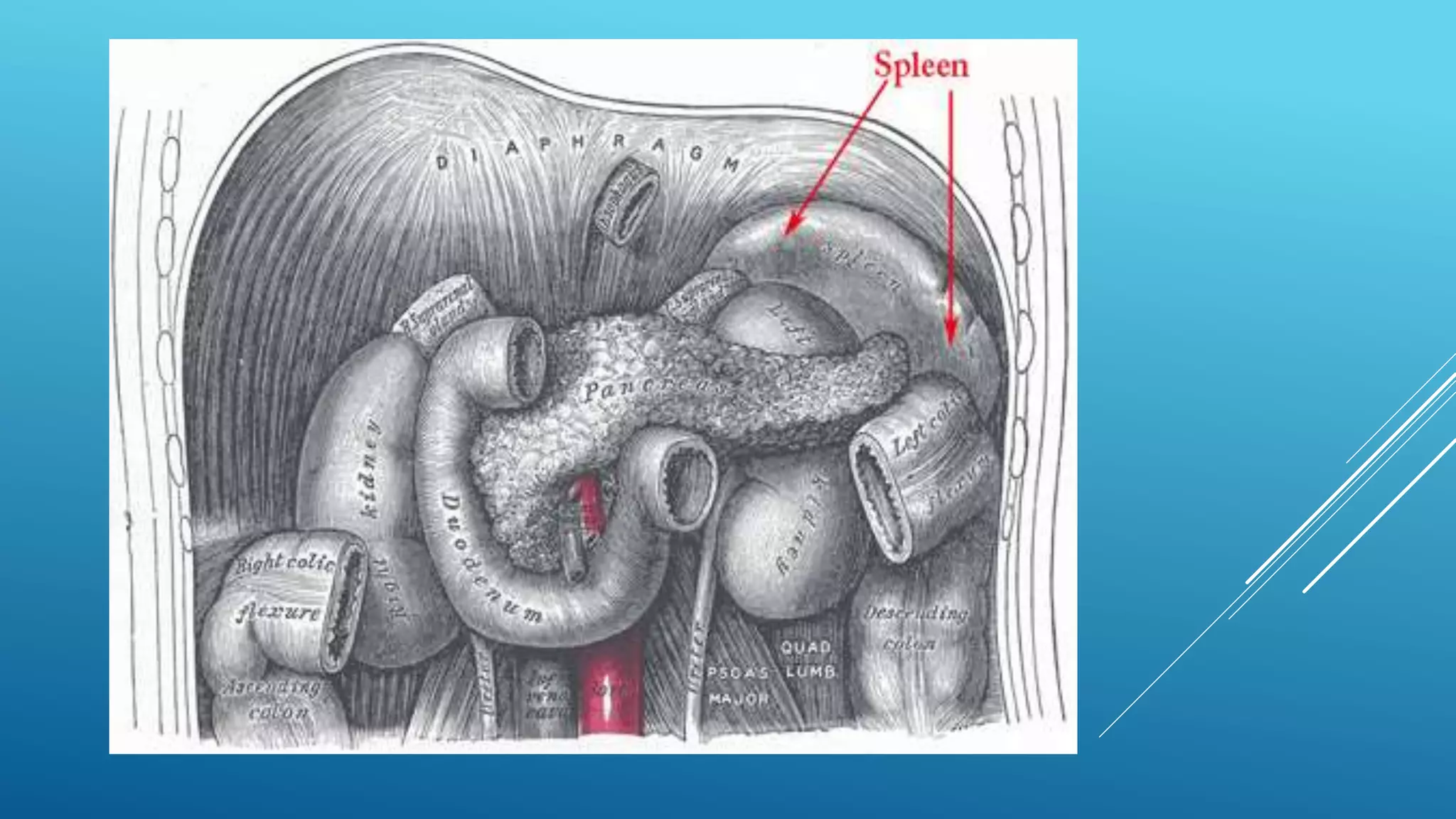 Role of spleenectomy in itp | PPTX | Blood Disorders | Diseases and ...