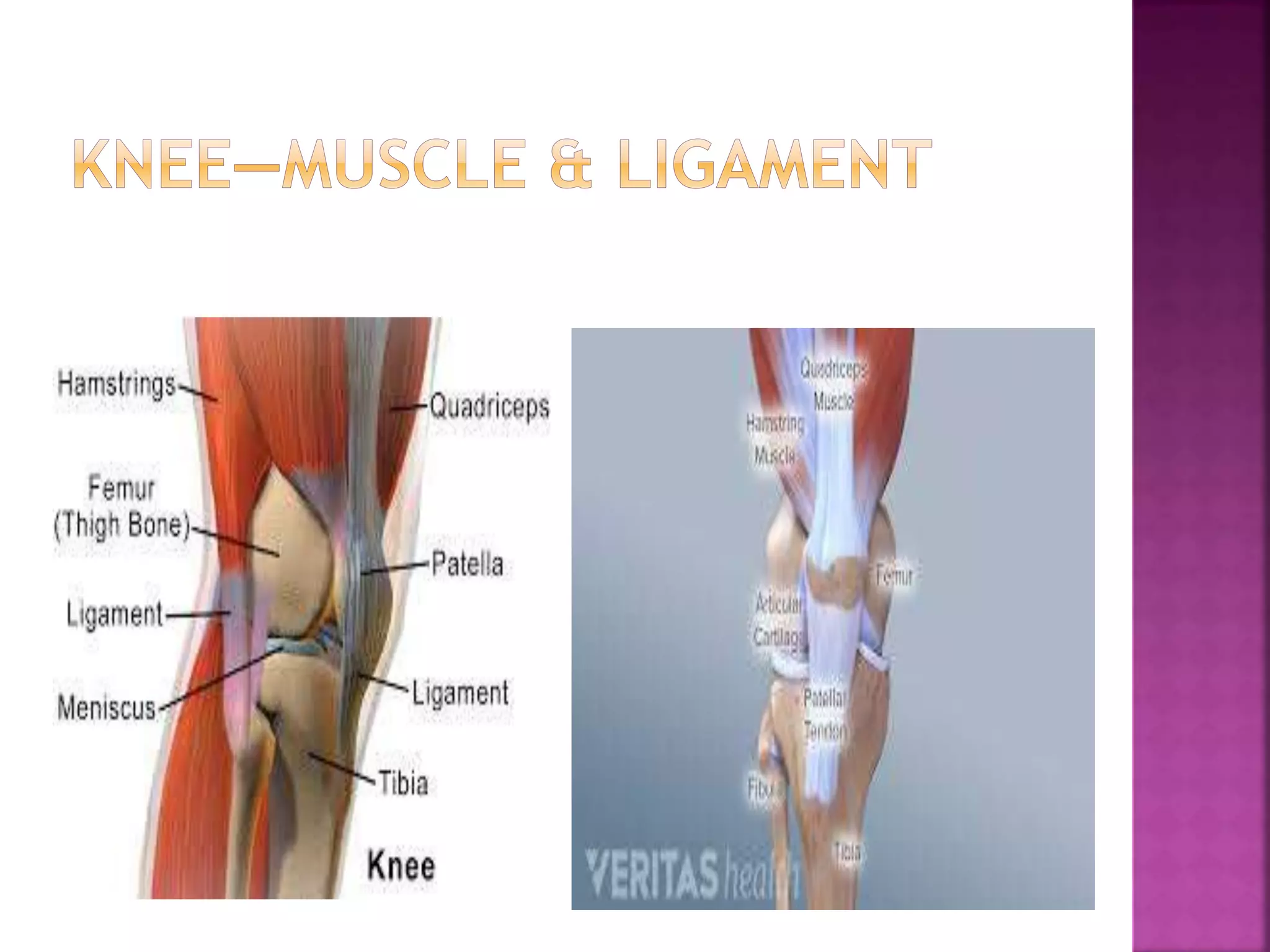 Role of sonography in knee joint diseases | PPT