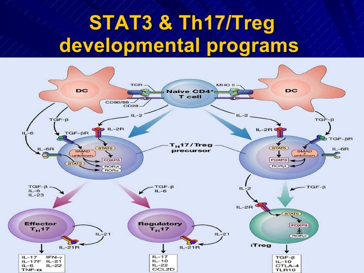 Role of stat3 protein & thelper 17 cell in psoriasis development…