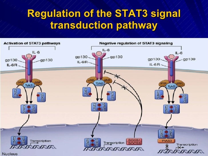 Role of stat3 protein & thelper 17 cell in psoriasis development…